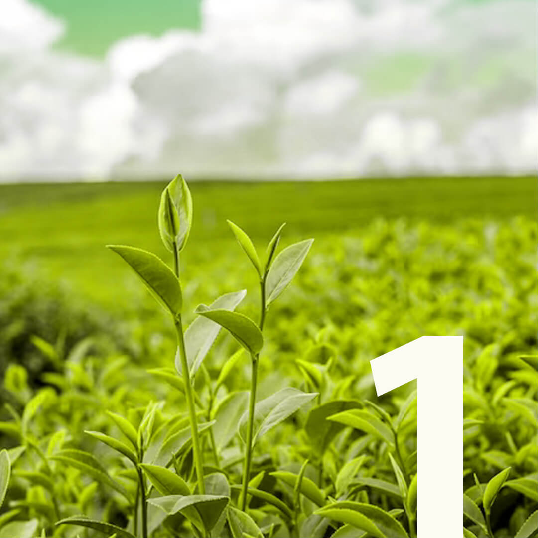 Green Corporate Initiative