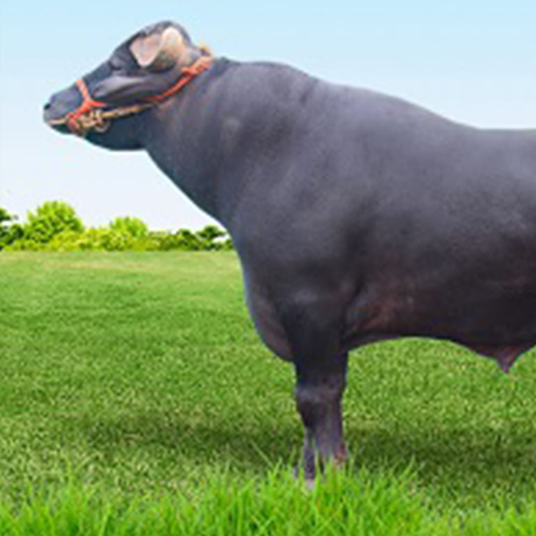 Livestock Farming Green Pakistan Initiative