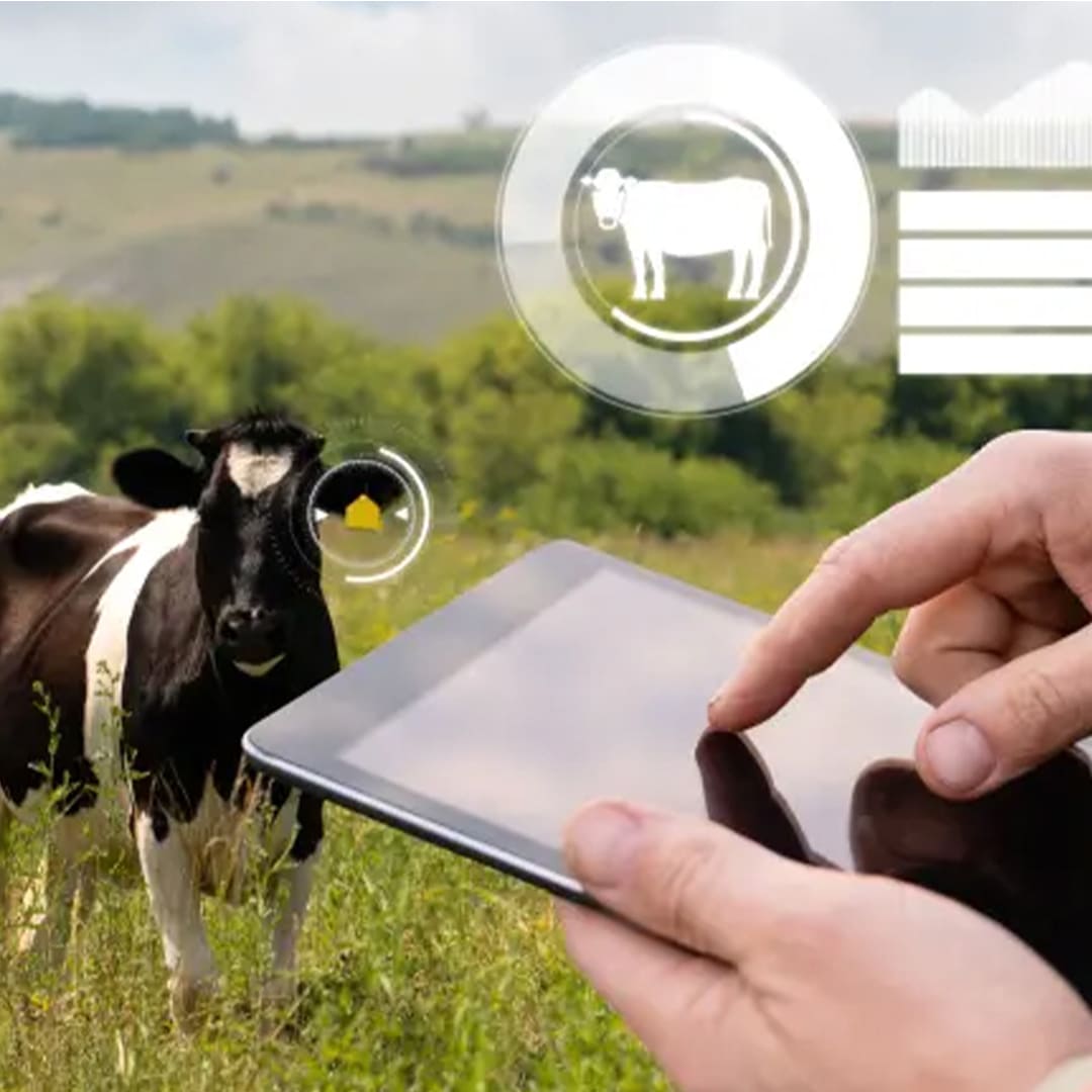 LIVESTOCK FARMING – Green Pakistan Initiative