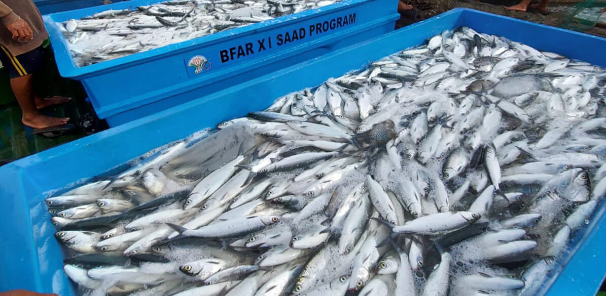 Fisheries – Green Pakistan Initiative