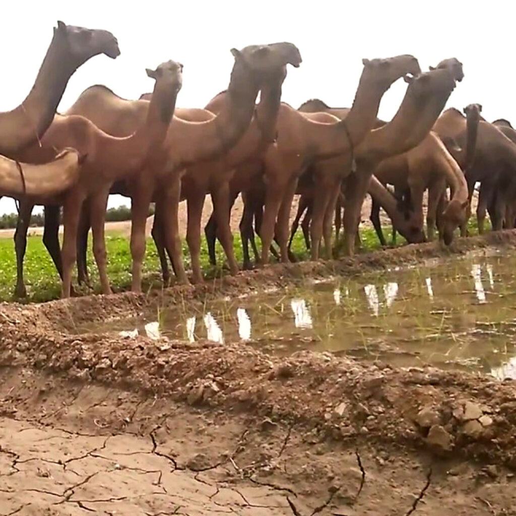 LIVESTOCK FARMING – Green Pakistan Initiative